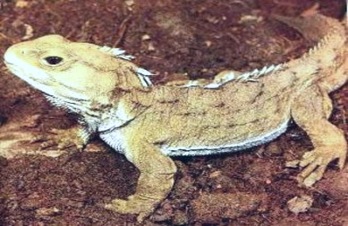 MOST PRIMITIVE ANIMALS | BIOZOOM